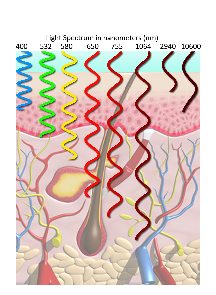 Light Penetration into the Skin (A2) | Fleming Laser